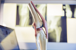 Anatomical Models - MedicalSupplies.co.uk