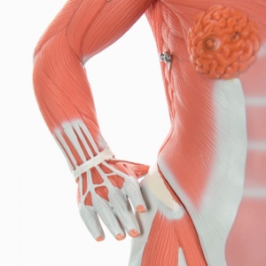 1/3 Life-Size Muscle Figure (2-Part) - MedicalSupplies.co.uk