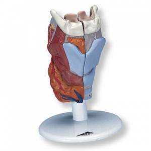 2-Part Larynx Model (2 Times Full-Size) - MedicalSupplies.co.uk