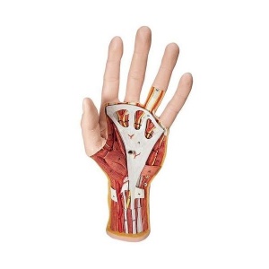 3-Part Internal Hand Structure Model - MedicalSupplies.co.uk