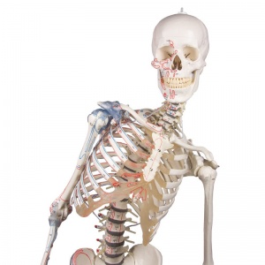Full Size Skeletons - MedicalSupplies.co.uk