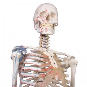 Full Size Skeletons - MedicalSupplies.co.uk