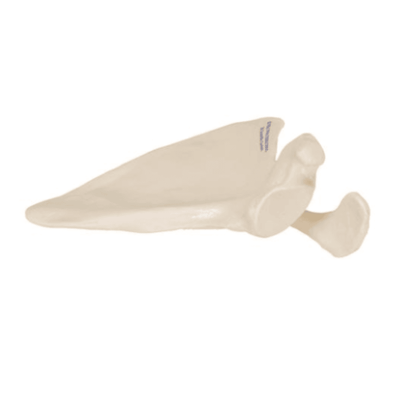 Scapula Bone Replica - MedicalSupplies.co.uk