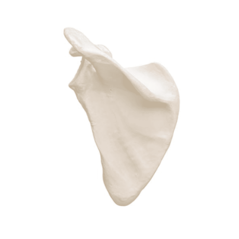 Scapula Bone Replica - MedicalSupplies.co.uk