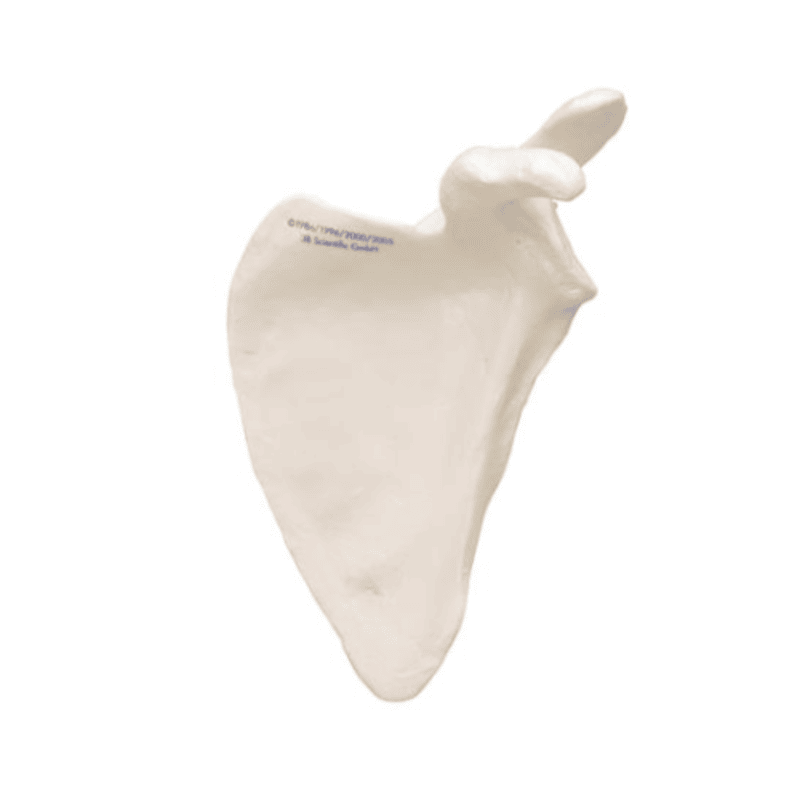 Scapula Bone Replica - MedicalSupplies.co.uk