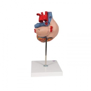 Heart Models - MedicalSupplies.co.uk