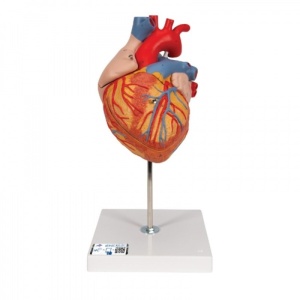 Heart Models - MedicalSupplies.co.uk