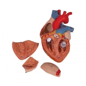 Heart Models - MedicalSupplies.co.uk