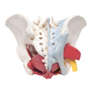 6-Part Female Pelvis Model - MedicalSupplies.co.uk