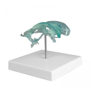 Erler-Zimmer Brain Ventricle Model - MedicalSupplies.co.uk