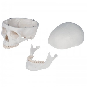 Full-Size Skeleton Model Oscar - MedicalSupplies.co.uk