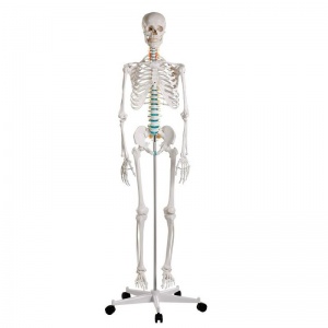 Full-Size Skeleton Model Oscar - MedicalSupplies.co.uk