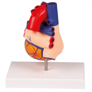 Heart Models - MedicalSupplies.co.uk