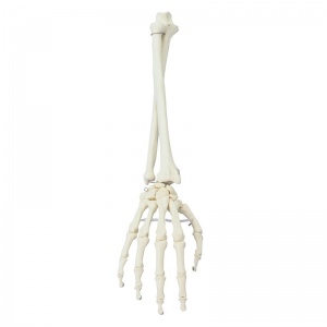 Forearm and Hand Skeleton Model - MedicalSupplies.co.uk