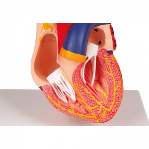 Heart Models - MedicalSupplies.co.uk