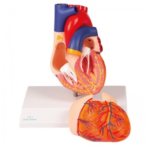 Heart Model with Conducting System - MedicalSupplies.co.uk