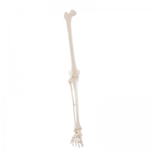 Erler-Zimmer Leg Skeleton Model - MedicalSupplies.co.uk