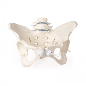 Pelvis Models - MedicalSupplies.co.uk
