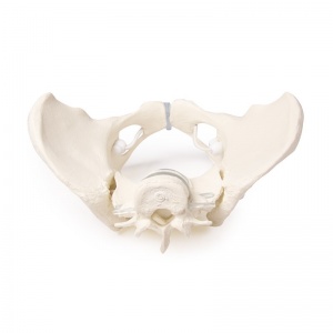 Female Pelvis Model w/ Sacrum and Lumbar - MedicalSupplies.co.uk