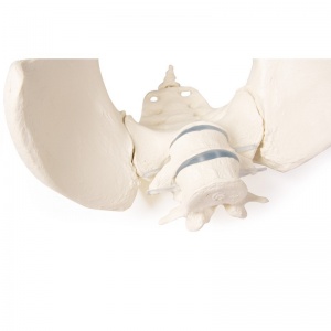Female Pelvis Model w/ Sacrum and Lumbar - MedicalSupplies.co.uk