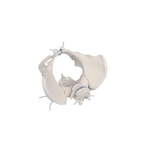 Female Pelvis Model w/ Sacrum and Lumbar - MedicalSupplies.co.uk