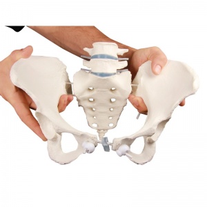 Female Pelvis Model w/ Sacrum and Lumbar - MedicalSupplies.co.uk