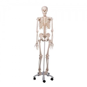 3B Scientific A10 Anatomical Model Skeleton Stan - MedicalSupplies.co.uk