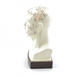 Acupuncture Model of the Head - MedicalSupplies.co.uk