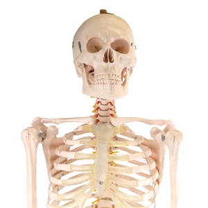 Anatomical Model Life-Size Skeleton - MedicalSupplies.co.uk