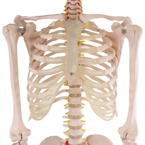 Full Size Skeletons - MedicalSupplies.co.uk