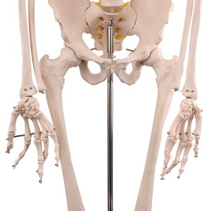 Full Size Skeletons - MedicalSupplies.co.uk