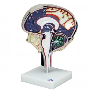 Cerebrospinal Fluid Circulation Model - MedicalSupplies.co.uk