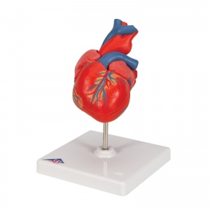 Heart Models - MedicalSupplies.co.uk