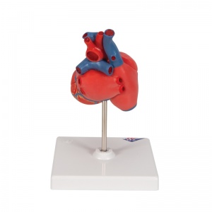 Heart Models - MedicalSupplies.co.uk