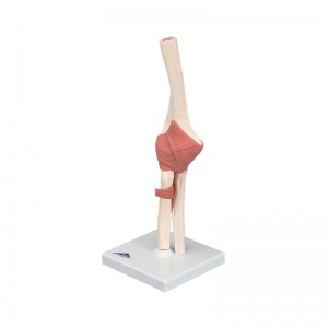 Deluxe Functional Elbow Joint Model - MedicalSupplies.co.uk