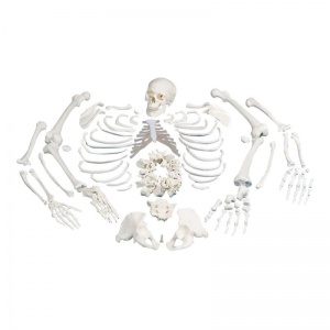 Full Size Skeletons - MedicalSupplies.co.uk
