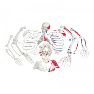 Full Size Skeletons - MedicalSupplies.co.uk