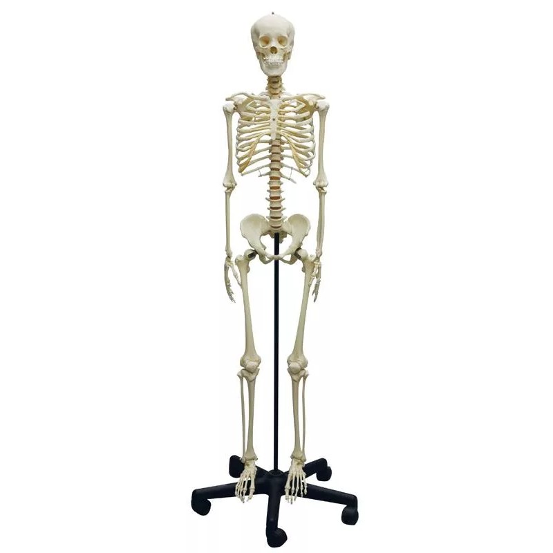 Full Size Skeletons - MedicalSupplies.co.uk