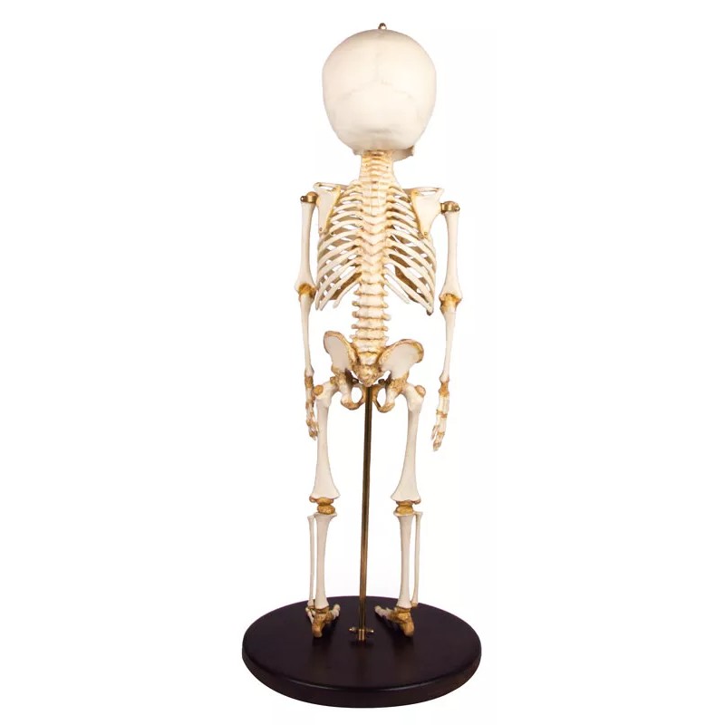 Full Size Skeletons - MedicalSupplies.co.uk