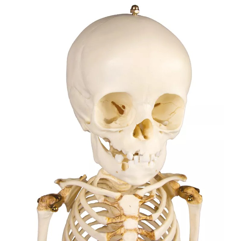 Full Size Skeletons - MedicalSupplies.co.uk