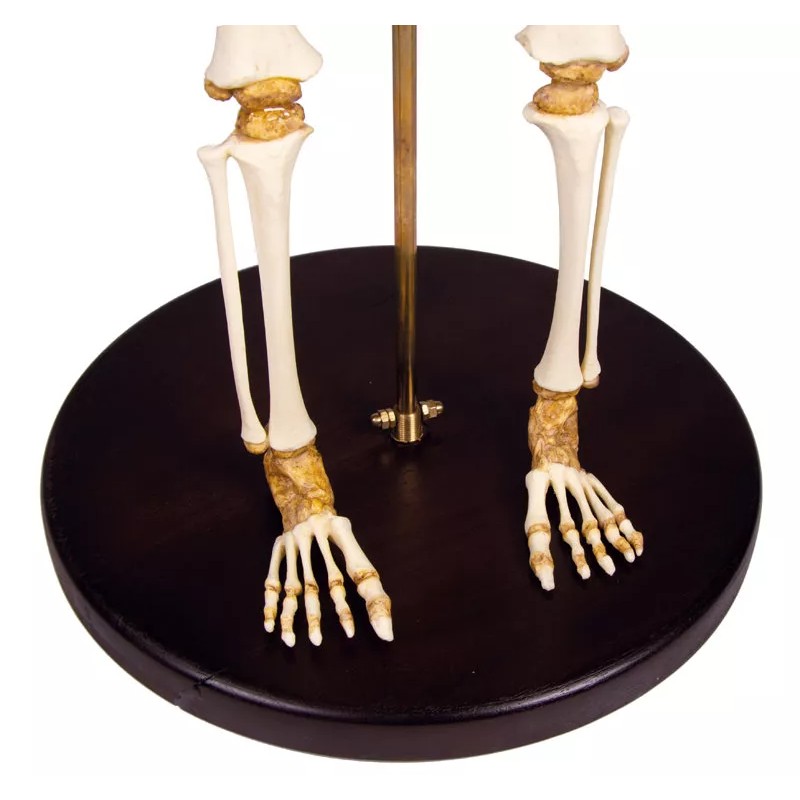 Full Size Skeletons - MedicalSupplies.co.uk