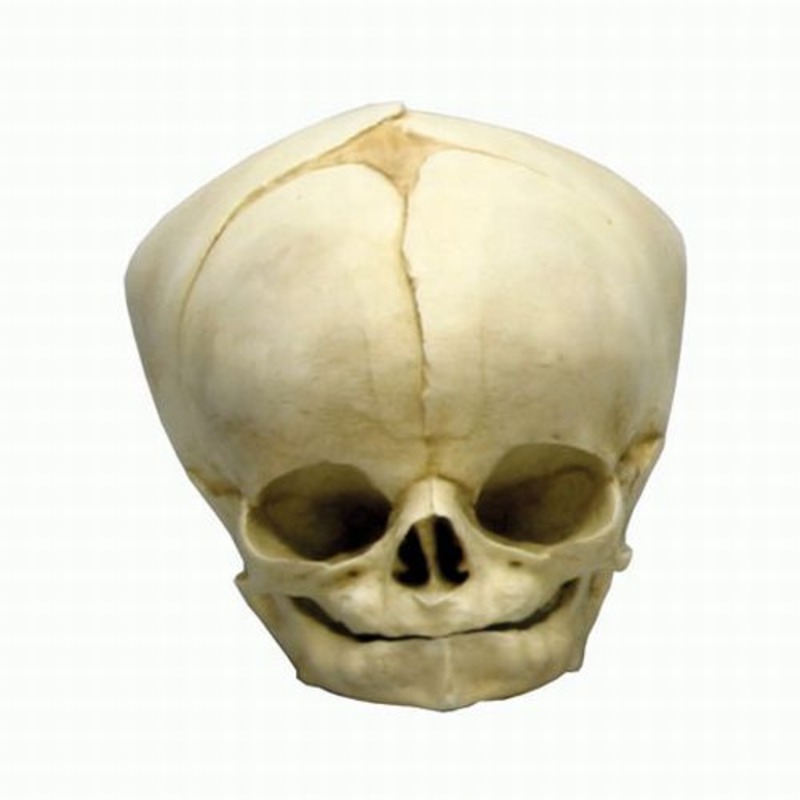 Erler-Zimmer Anatomical Models - MedicalSupplies.co.uk
