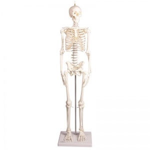 Miniature Skeleton Model Paul - MedicalSupplies.co.uk