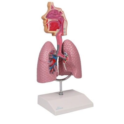 Respiratory System Lungs Model - MedicalSupplies.co.uk