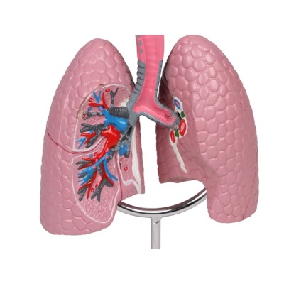 Respiratory System Lungs Model - MedicalSupplies.co.uk