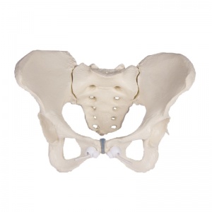Pelvis Models - MedicalSupplies.co.uk
