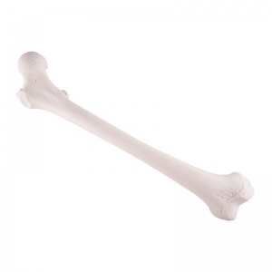 Femur Bone Replica - MedicalSupplies.co.uk
