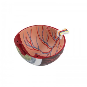 Giant Eye Model, 5 Times Full-Size (6-Part) - MedicalSupplies.co.uk