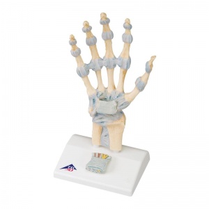 Hand Skeleton Model with Ligaments - MedicalSupplies.co.uk