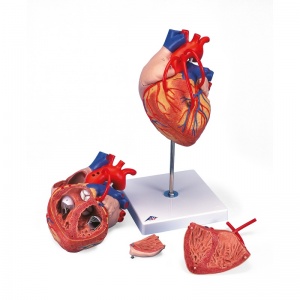 Heart Models - MedicalSupplies.co.uk